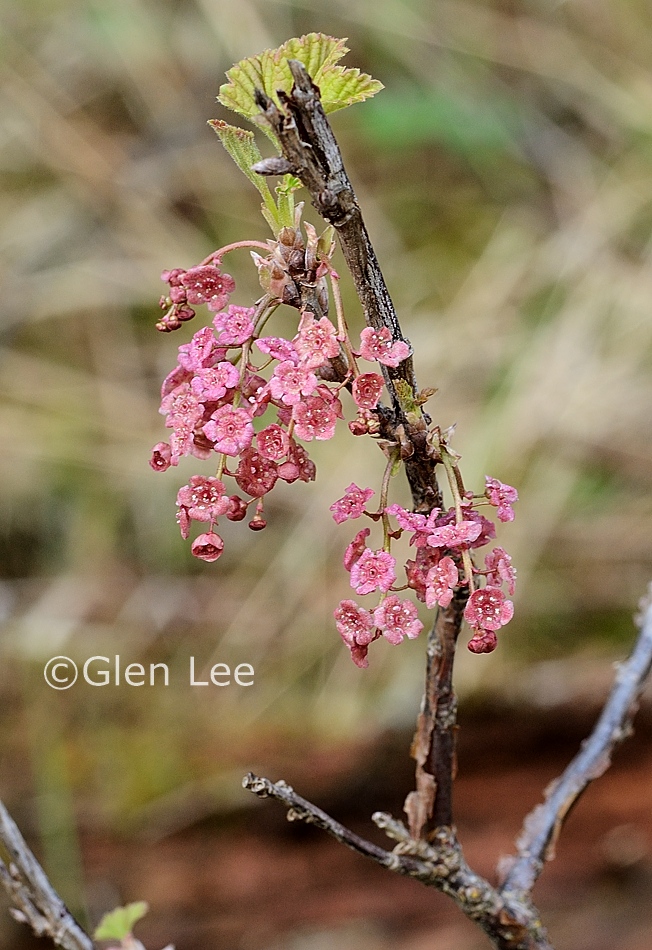 Ribes triste photos Saskatchewan Wildflowers